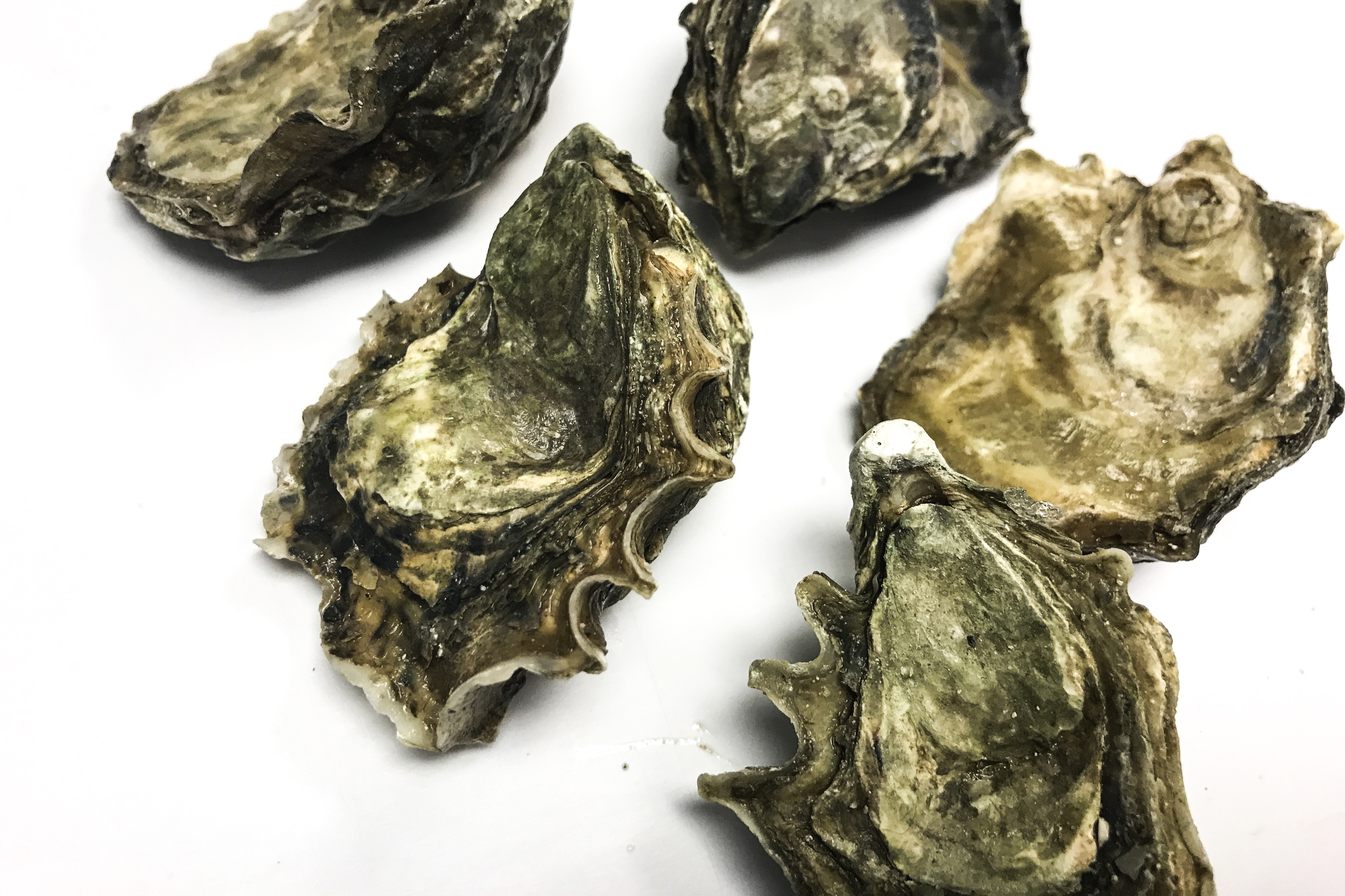 West Coast Oysters
